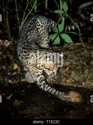 Ocelot (Leopardus pardalis) in rainforest, Smithsonian Tropical ...