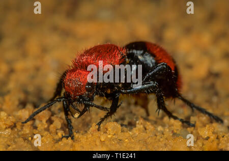 red velvet ant cow killer ant Dasymutilla occidentalis flightless wasp ...