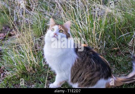 Norwegian Forest Cat, Calico, outdoors Stock Photo - Alamy