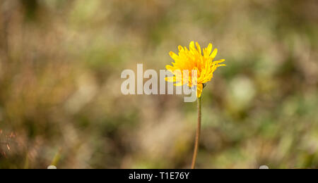 Yellow mountain flower from the Dolomites - ITALY Stock Photo - Alamy