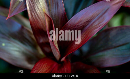 Red Cordyline compacta leaves. this plant can be used as focal point in ...