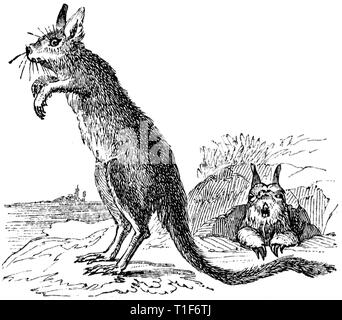 South African springhare, Pedetes capensis, springhaas, illustration ...