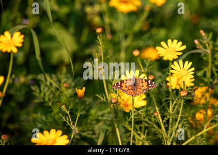 Bright butterfly sitting on blooming flower on green lawn on sunny ...