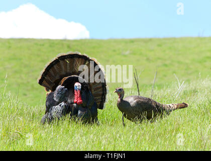 Female turkey walking through a grassy hillside field in Northern ...