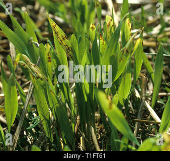 Net blotch Pyrenophora teres f sp teres lesions on barley cotyledons ...
