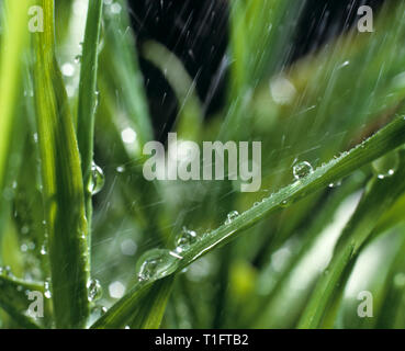 rebound of a water drop Stock Photo - Alamy