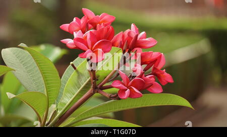 Red plumeria flower in Kerala | chembakam flower Stock Photo - Alamy