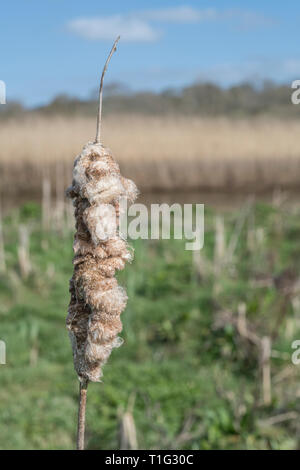 Dsintegrating flower head of Greater Reedmace / Cats-Tail / Bulrush ...