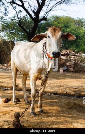 Cattle for sale at the Sonepur Mela, Sonepur, Bihar, India Stock Photo ...