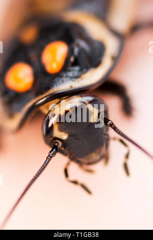 Cockroach little car Lucihormetica subcincta. Cockroaches ...