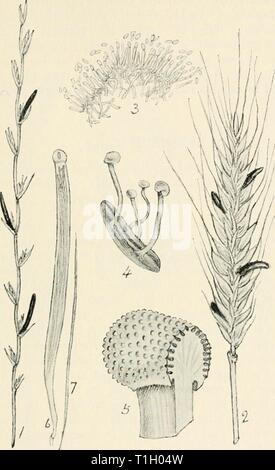 Ergot, Claviceps purpurea, sclerotium on cocksfoot, Dactylis glomerata ...