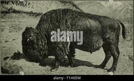 Short-Horned buffalo, Sierra Leone Variety From the book ' Royal ...