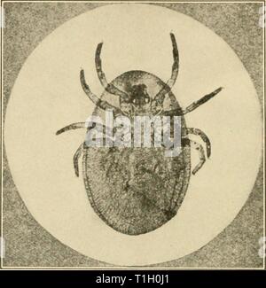 . Fig. 49. —The poultry tick, Argas persicus. Adult c'ntral view ...