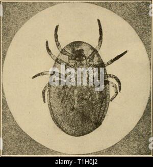 . Fig. 49. —The poultry tick, Argas persicus. Adult c'ntral view ...