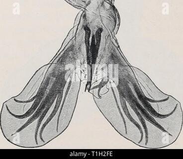 Stomach worms in sheep (Page 3) BHL42160835 Stock Photo - Alamy