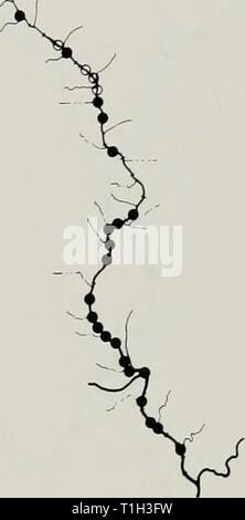 . NOTROPIS TEXANUS NOTROPIS VOLUCELLUS PHENACOBIUS MIRABILIS PIMEPHALES ...