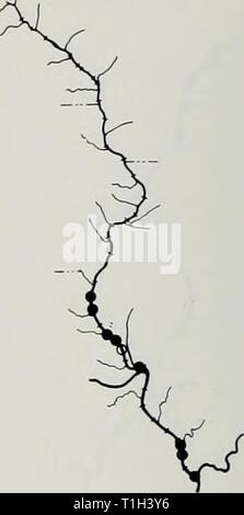 . GAMBUSIA AFFfNIS LABIDESTHES SICCULUS MORONE CHRYSOPS MORONE ...