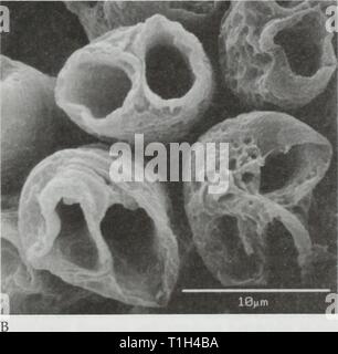 . Figure 6 SEM micrographs of Botryococcus show the open structure of ...