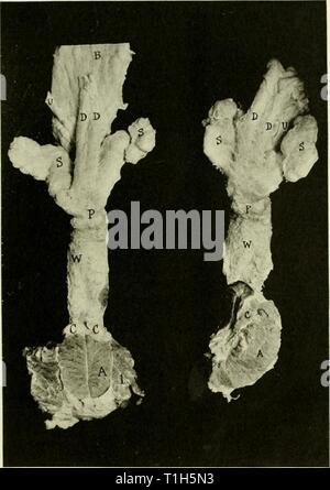 . Fig. 5 Fig. 6 Glands Attached to Pelvic Urethra of Bull viewed from ...