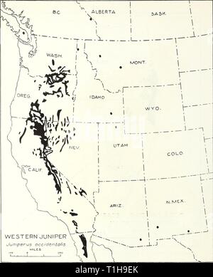 Western juniper (Juniperus occidentalis), Page Springs Recreation Area ...