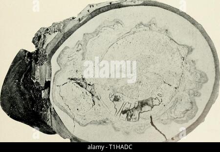 . Fig. 2.—Cross Section of a Living Aspen Tree Rotted by Fomes ...