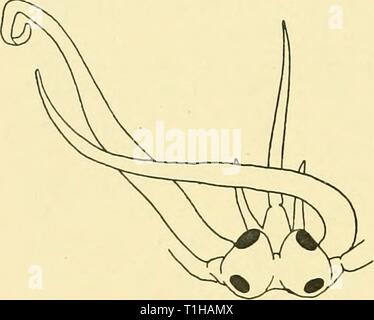 Discovery reports (1929) Discovery reports discoveryreports21931inst ...