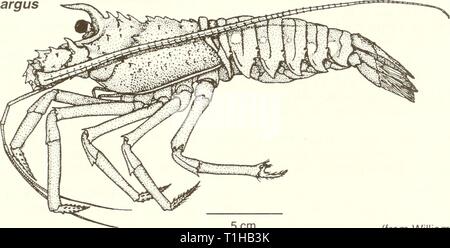 Caribbean spiny lobster in the Gulf of Mexico Stock Photo - Alamy