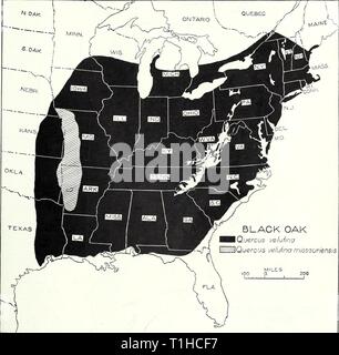 Illustration of Quercus velutina (Black Oak), one half covered in ...