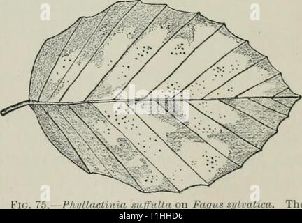 Illustration of willow leaves with poplar leaf beetle, eggs and larvae ...