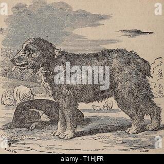 Domestic animals (1859 Stock Photo - Alamy