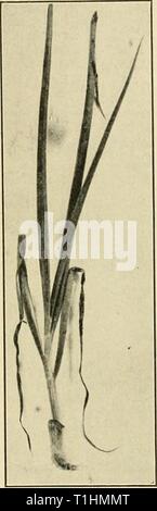 Illustration shows the first day of the new school year at the 'Ecole ...