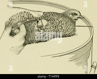 . Fig. 0.3. Kcmoving the testicle. (Drawn from photograph by Slocum ...
