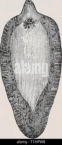 Distoma hepaticum, Print Stock Photo - Alamy