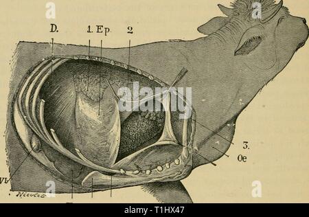 Vintage illustration of anatomy of thoracic diaphragm and internal ...