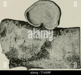 This drawing of spores and basidia from various fungi showcases the ...