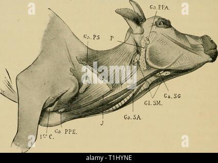 Lymphatic system head neck drawing Stock Photo - Alamy