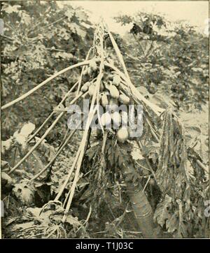 . Fig. 143 Stem-rot of Papaw Stock Photo - Alamy