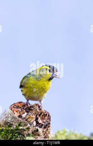 Male siskin in mid spring in mid Wales Stock Photo - Alamy