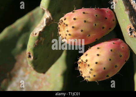 Delicious and colourful Prickly Pear Fruit close up still-life, high ...