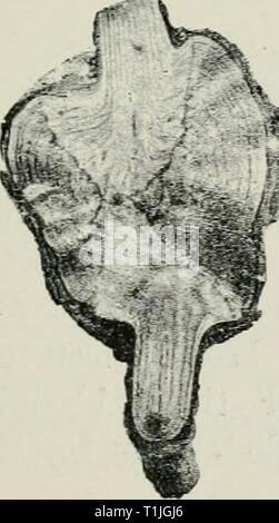 Pinus longifolia Pinus longifolia Stock Photo - Alamy