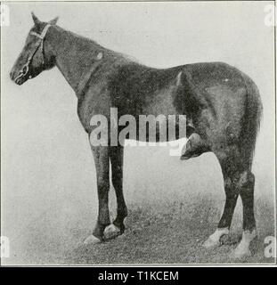 GENITAL ORGANS OF THE STALLION Stock Photo - Alamy