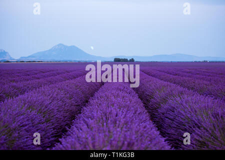 the moon above lavender field in summer purple aromatic flowers near valensole in provence ...