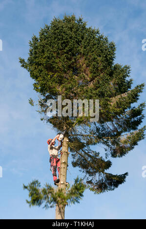 Tree Surgeon high up a tree cutting tree with chain saw Stock Photo - Alamy