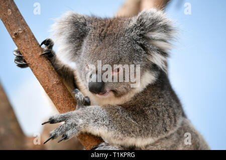 A southern koala at the new Koala Creek enclosure in Longleat Safari ...