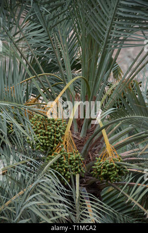 Date harvest, Oman - middle east Stock Photo - Alamy