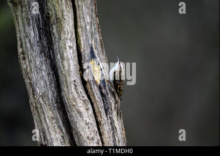 Treecreeper on a tree at Gosforth Park NR Stock Photo - Alamy