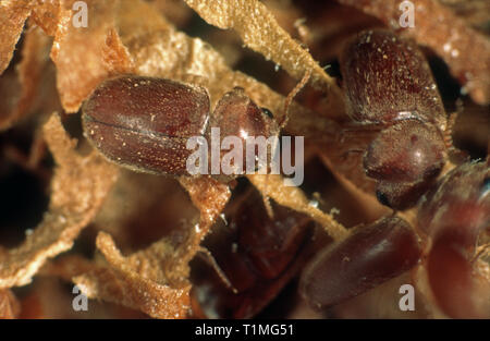 Tobacco beetle Lasioderma serricorne on cigarette tobacco Stock Photo ...