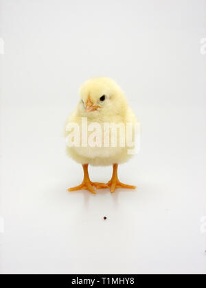 Easter chicken. Little orange chick walking among spring flowers and ...