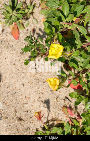 Small dainty yellow flower growing on the sandy beach Stock Photo - Alamy