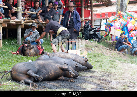pigs slaughtered for a traditional funeral feast on Funafuti, Tuvalu ...